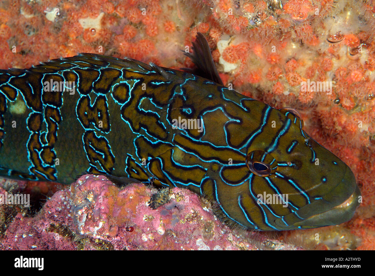 Giant hawkfish lying on rocks in the Galapagos Archipelago Stock Photo ...