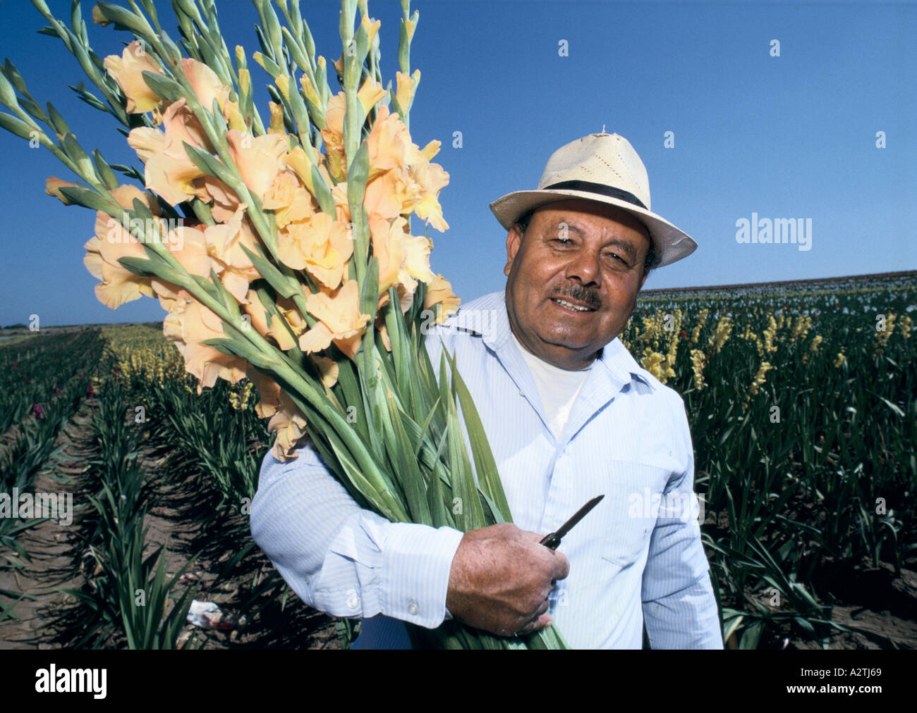 Mexican fields hi-res stock photography and images - Alamy