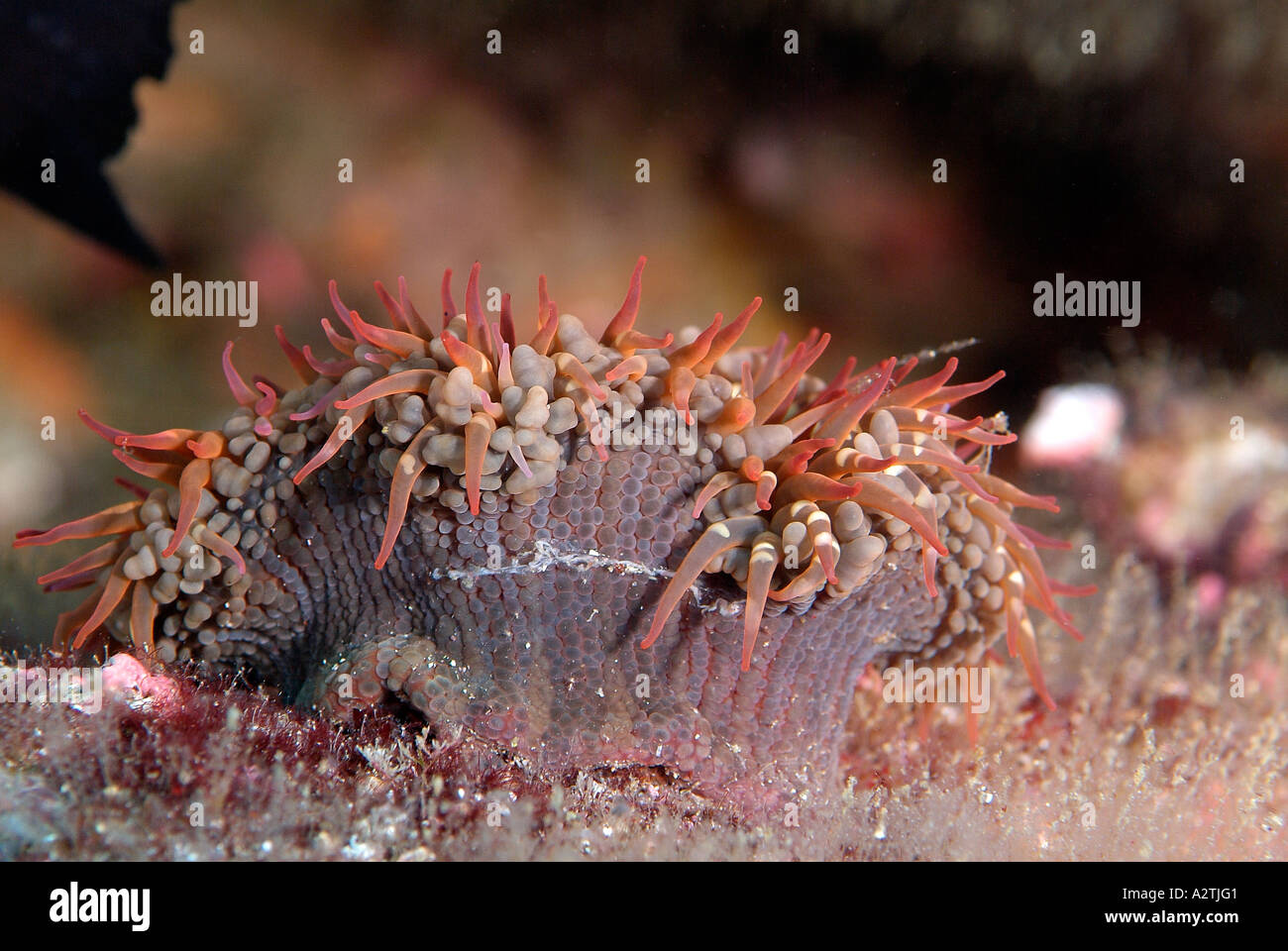 Red warty anemone in the Galapagos Archipelago Stock Photo - Alamy