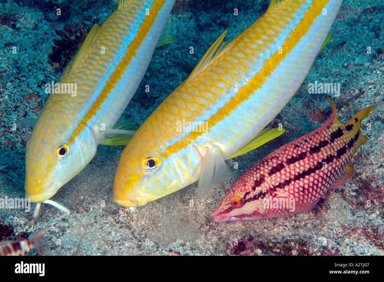 Mexican goatfish in the Galapagos Archipelago Stock Photo - Alamy