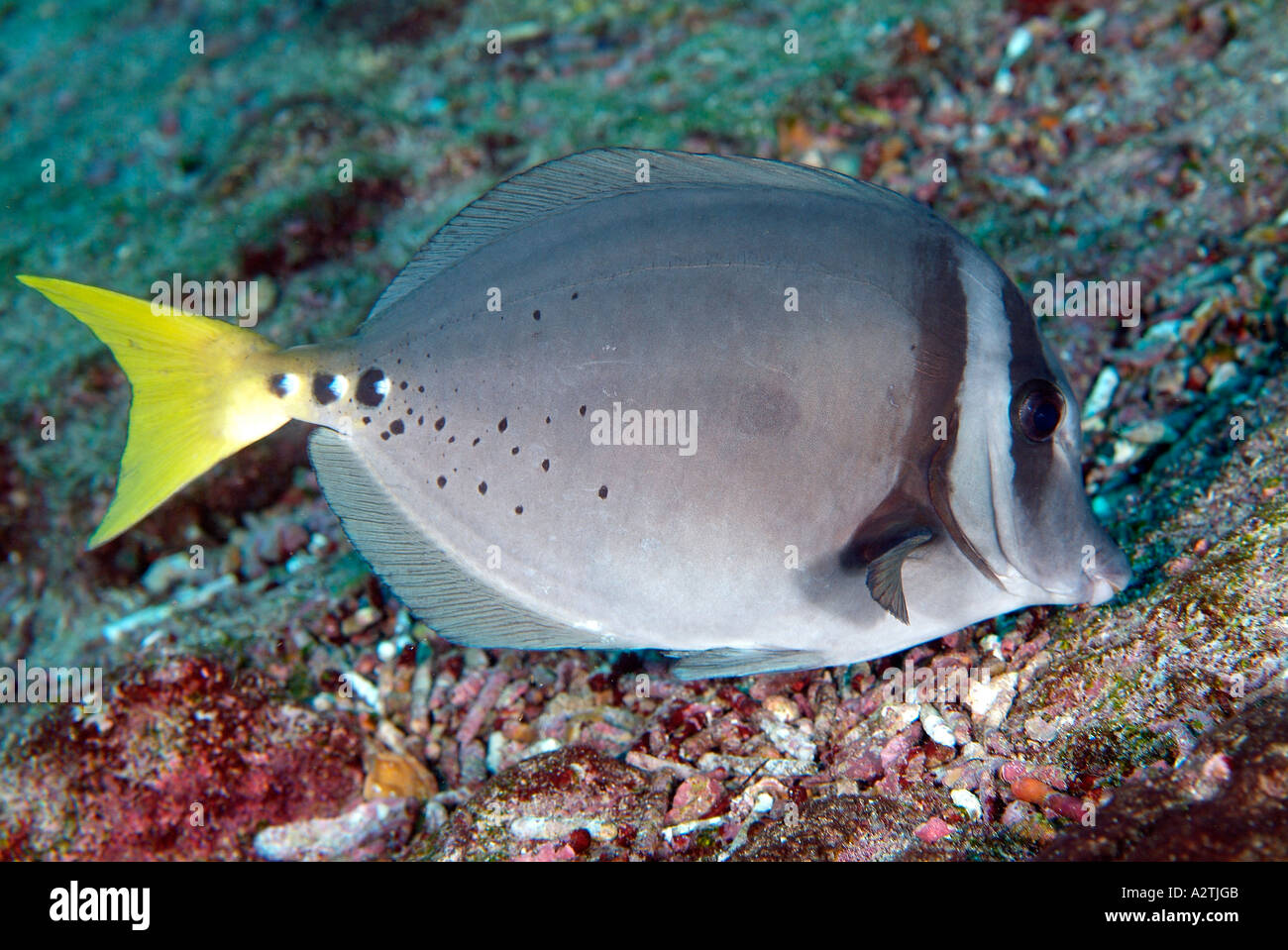 Razor Surgeonfish around Santiago Cousins Island Stock Photo - Alamy