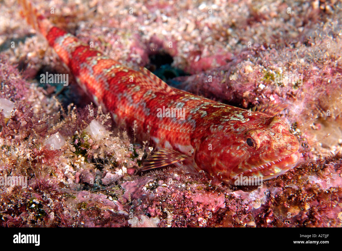 Calico lizardfish in the Galapagos Archipelago Stock Photo - Alamy