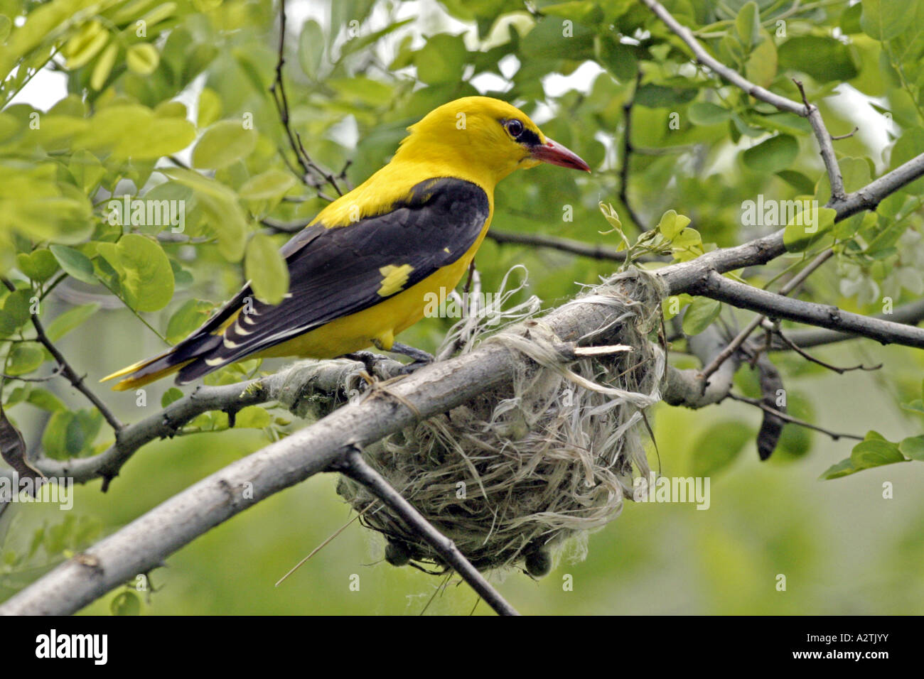 golden oriole (Oriolus oriolus), male at nest, Germany Stock Photo - Alamy