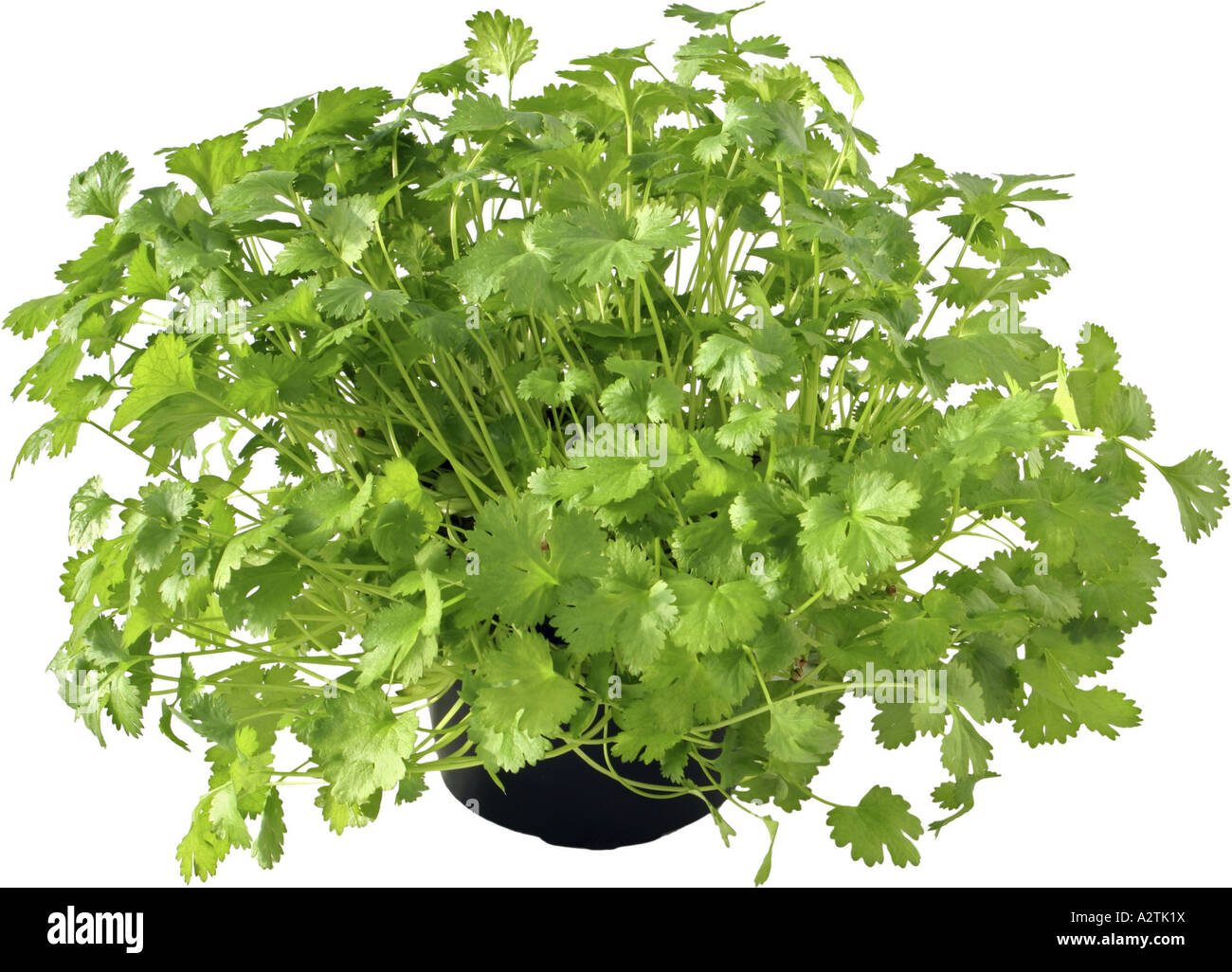 coriander (Coriandrum sativum), potted plant Stock Photo - Alamy