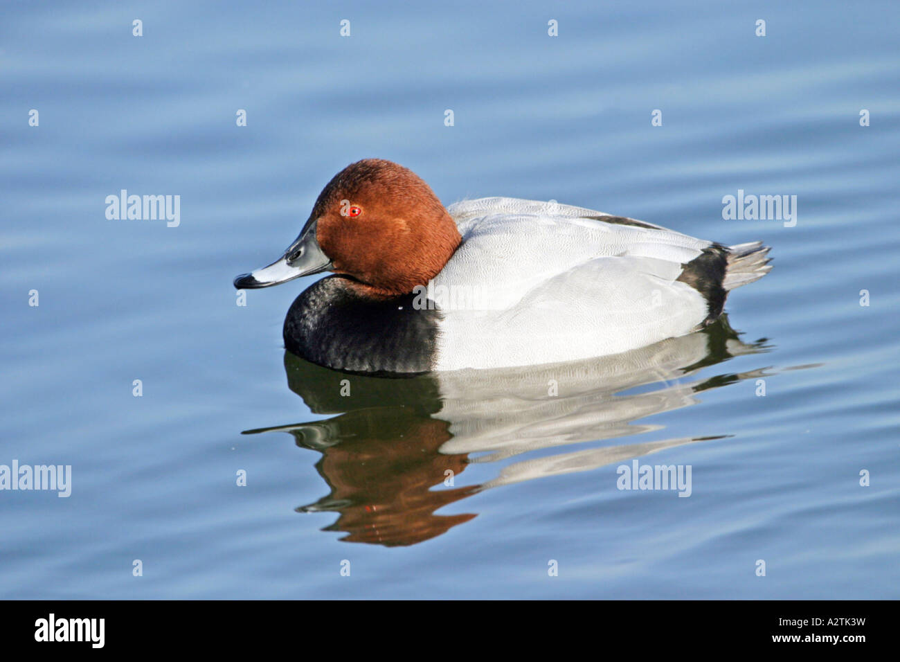 common pochard (Aythya ferina), swimming, Germany Stock Photo - Alamy