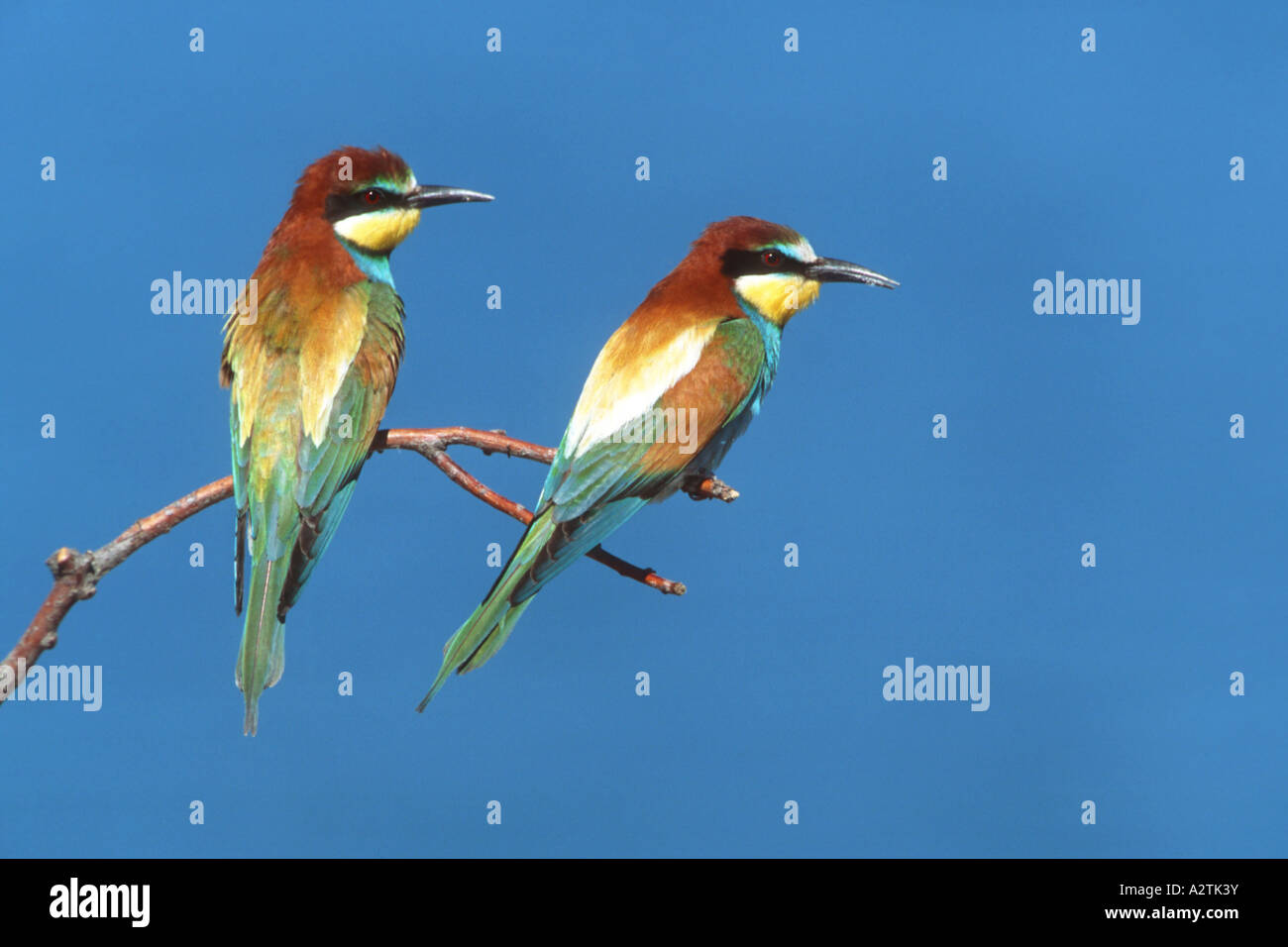 European bee eater (Merops apiaster), couple, Germany Stock Photo - Alamy
