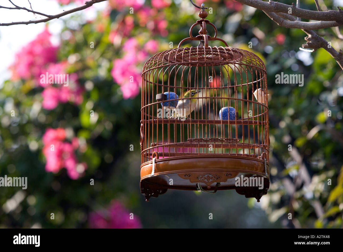 Songbird in Cage Hong Kong China Stock Photo - Alamy
