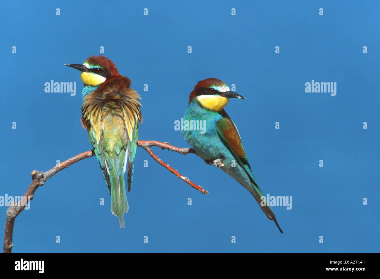 European bee eater (Merops apiaster), couple, Germany Stock Photo - Alamy