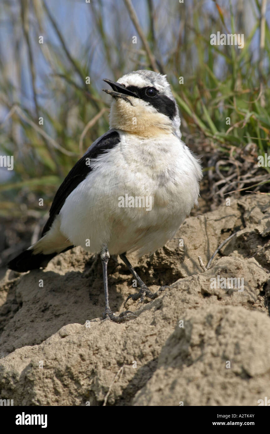 Greenland wheatear, northern wheatear, nordarctic northern wheatear ...
