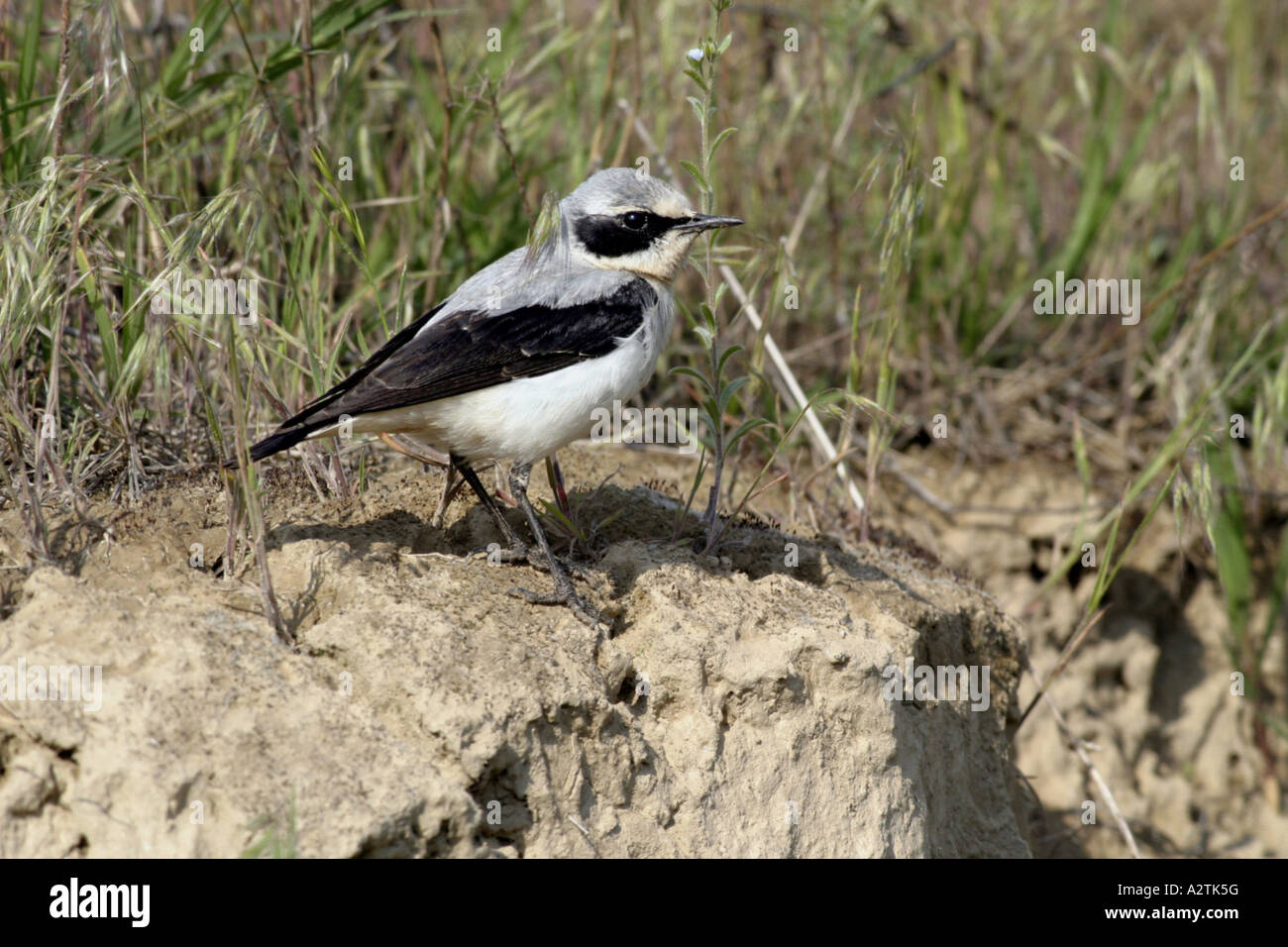 Greenland wheatear, northern wheatear, nordarctic northern wheatear ...