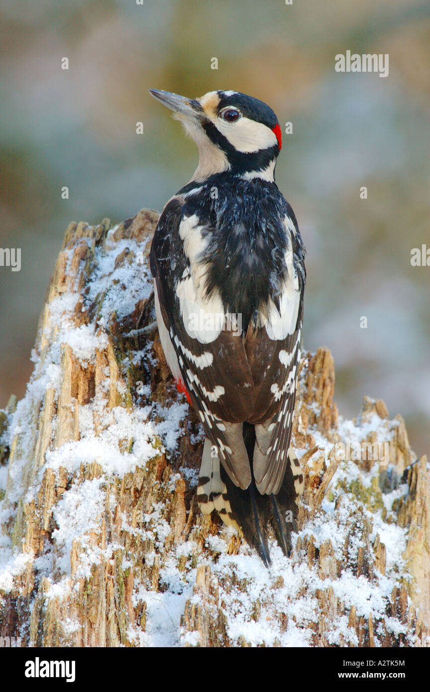 great spotted woodpecker (Picoides major, Dendrocopos major), on a ...