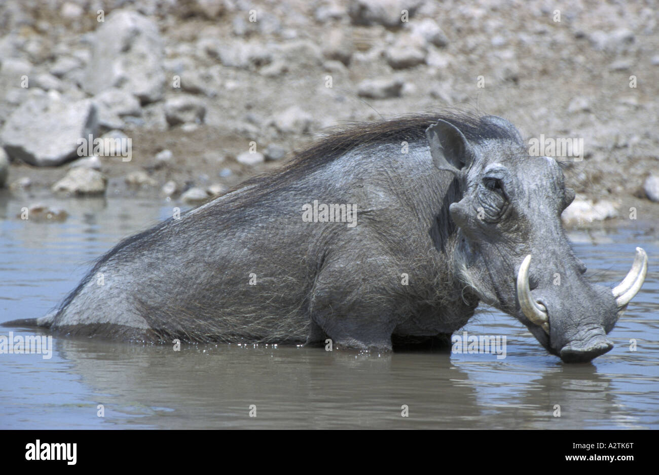 Cape warthog, Somali warthog, desert warthog (Phacochoerus aethiopicus ...