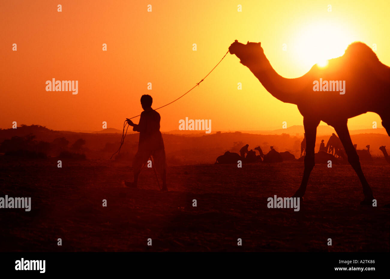 Tribesman leading camel across Thar desert Pushkar Rajasthan India ...
