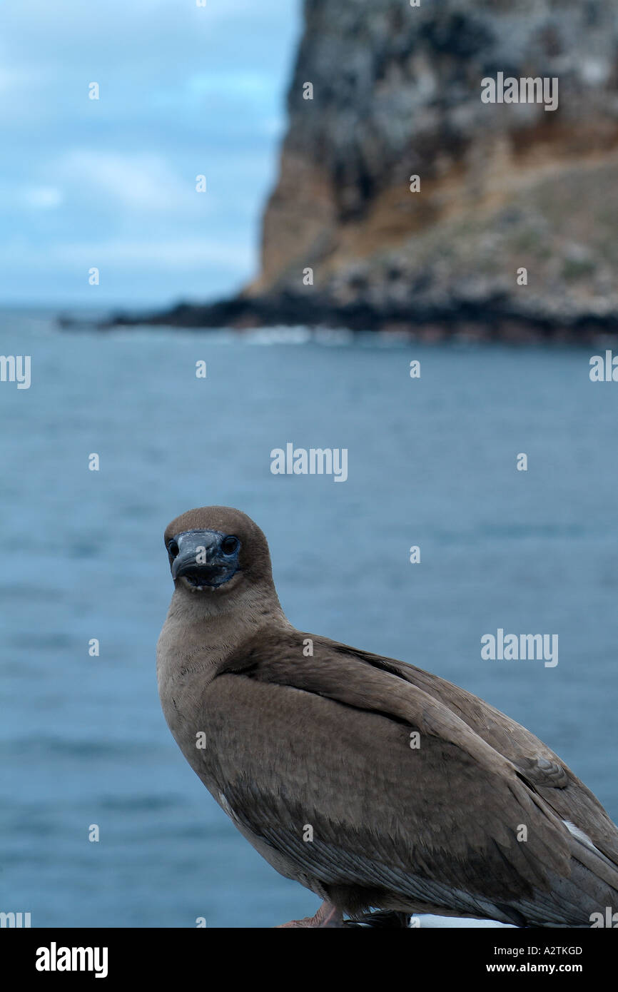 Frigate Bird in Galapagos Islands, Darwin Island Arch Stock Photo - Alamy