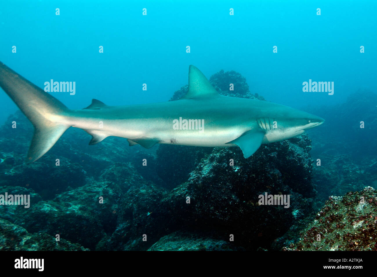 Galapagos Shark in the Galapagos Archipelago Stock Photo - Alamy