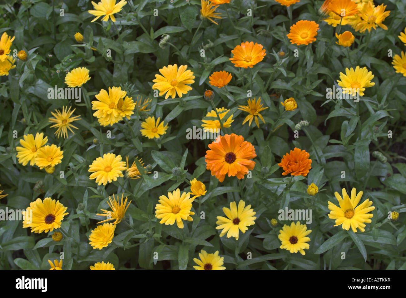 garden-pot marigold (Calendula officinalis), blooming, ointment of the ...