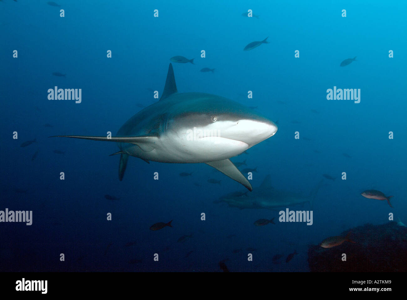 Galapagos Shark in the Galapagos Archipelago Stock Photo - Alamy
