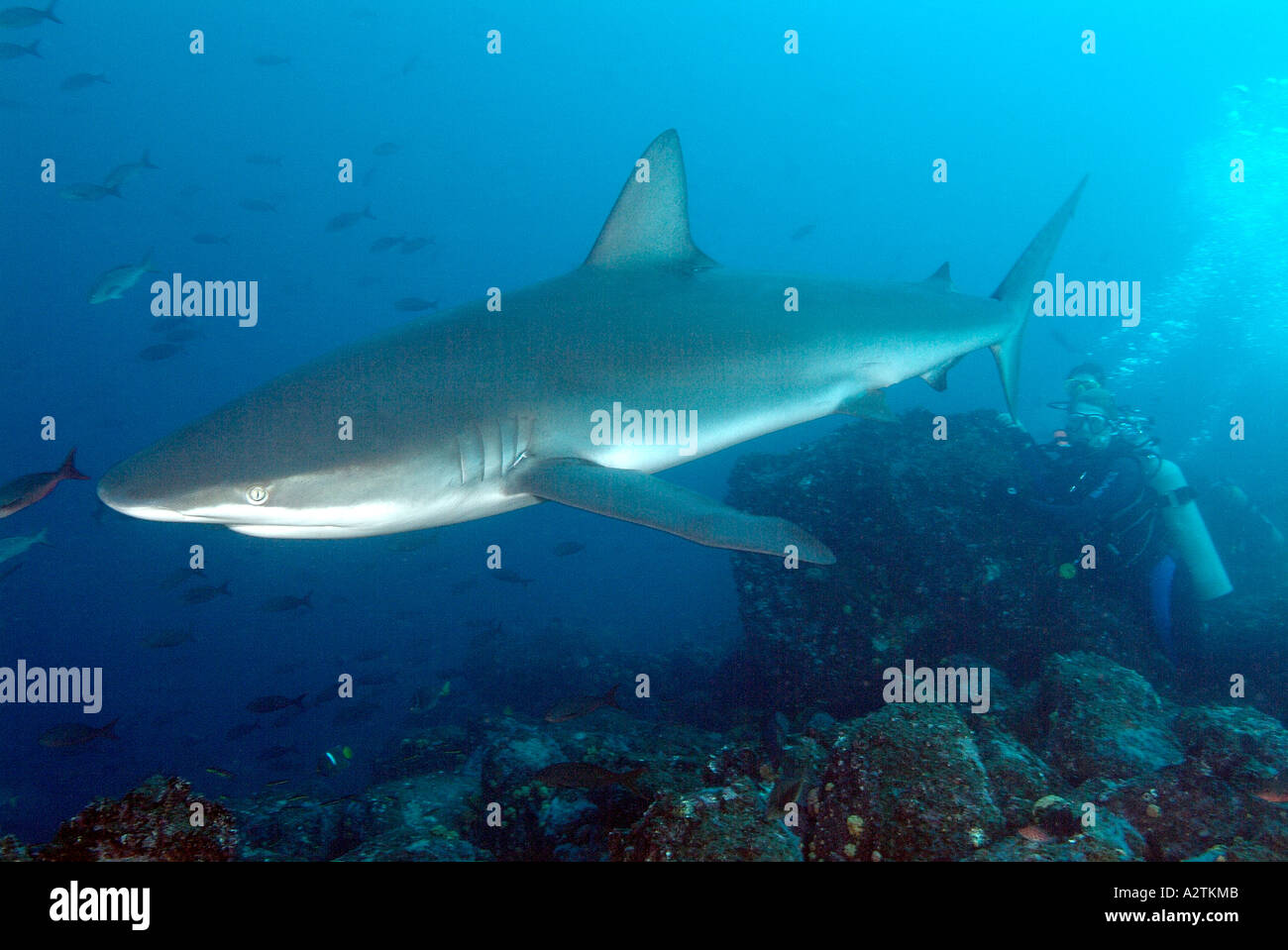 Galapagos Shark in the Galapagos Archipelago Stock Photo - Alamy
