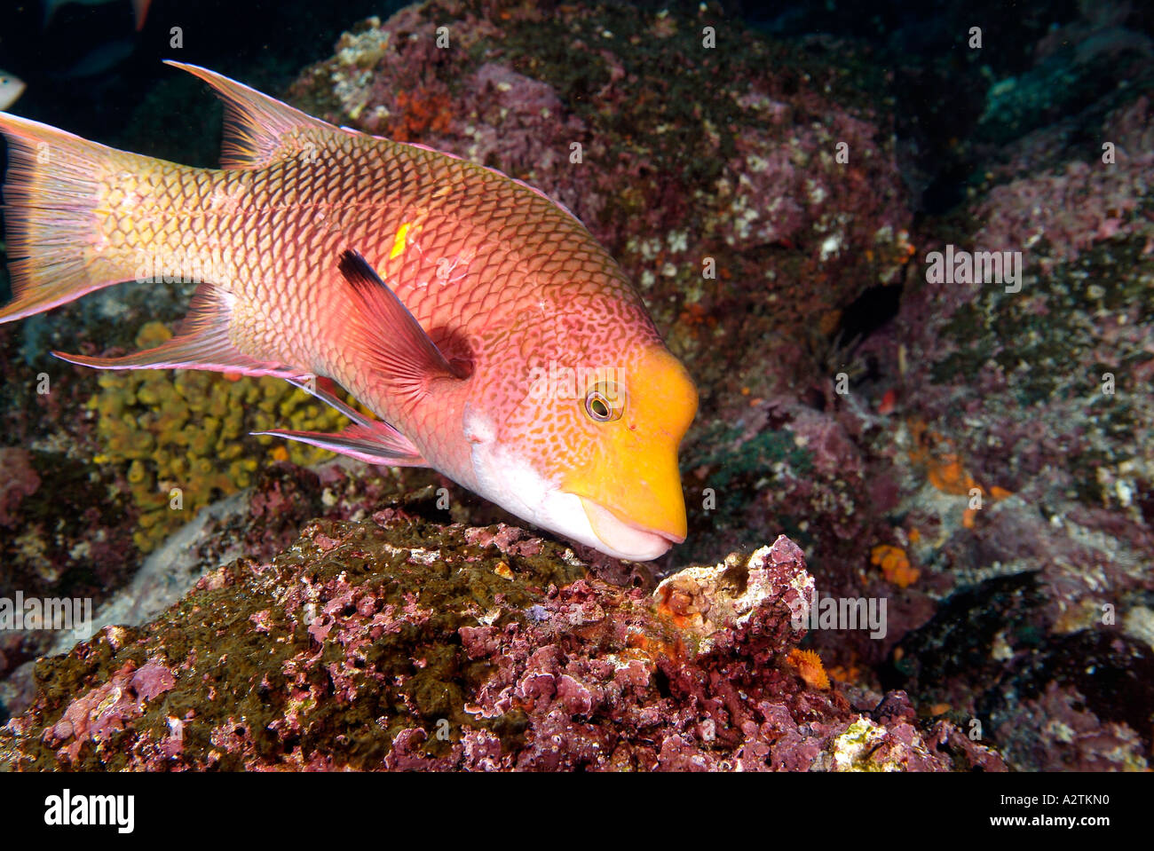 Mexican hogfish hi-res stock photography and images - Alamy