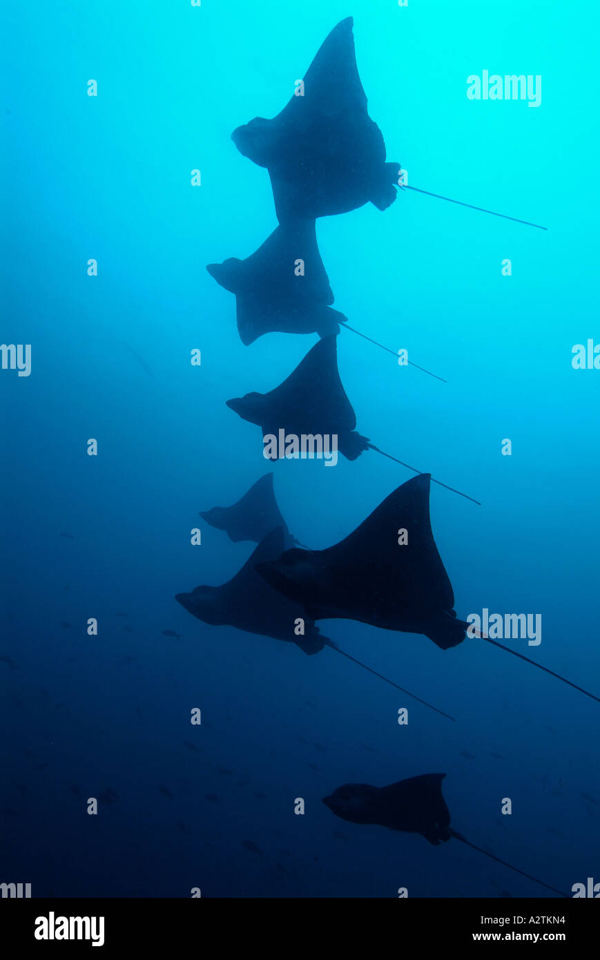 School of Eagle Rays in the Galapagos Archipelago Stock Photo - Alamy