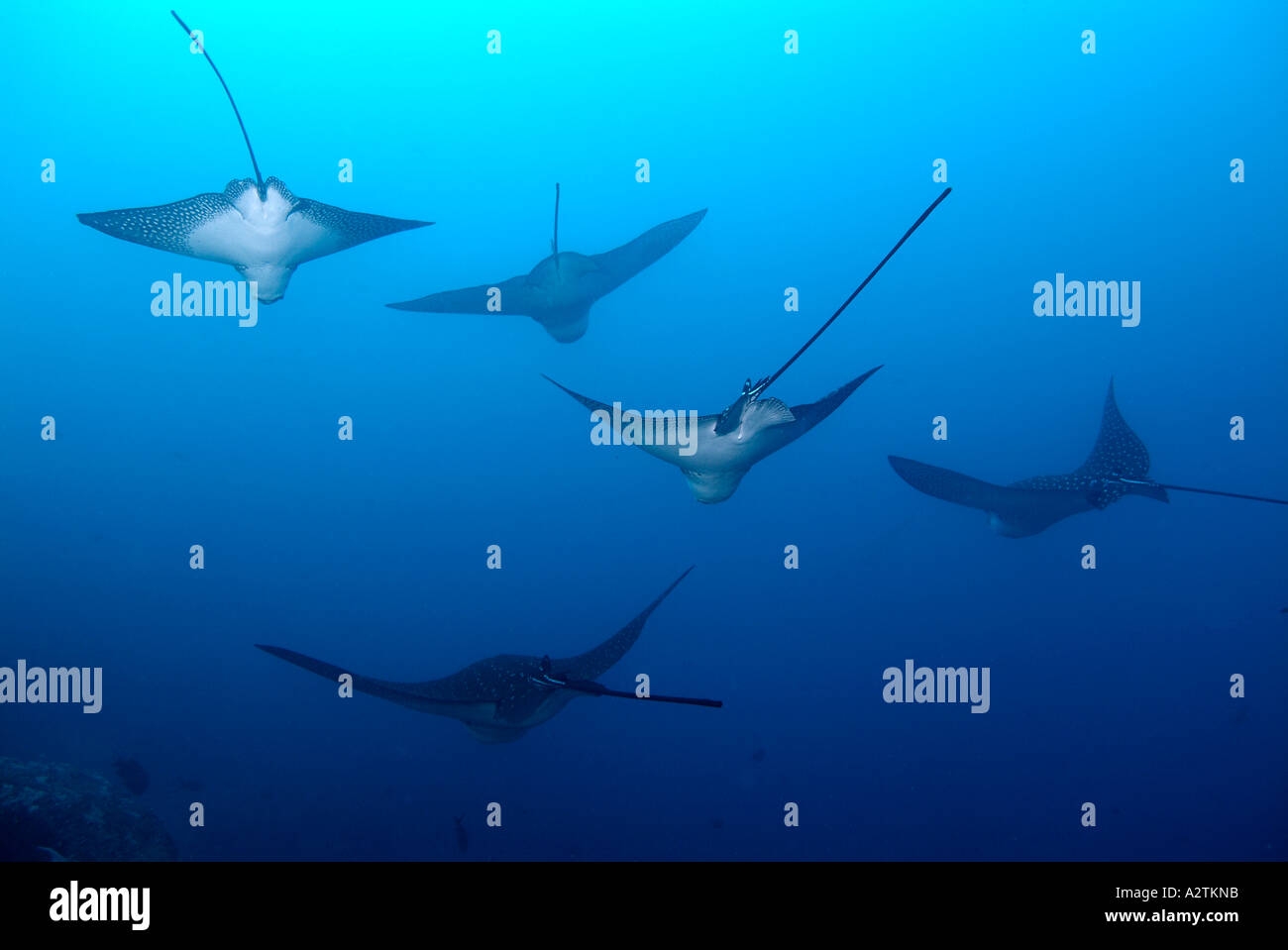 School of Eagle Rays in the Galapagos Archipelago Stock Photo - Alamy
