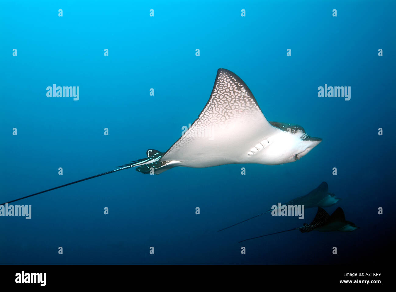 Galapagos rays fish hi-res stock photography and images - Alamy