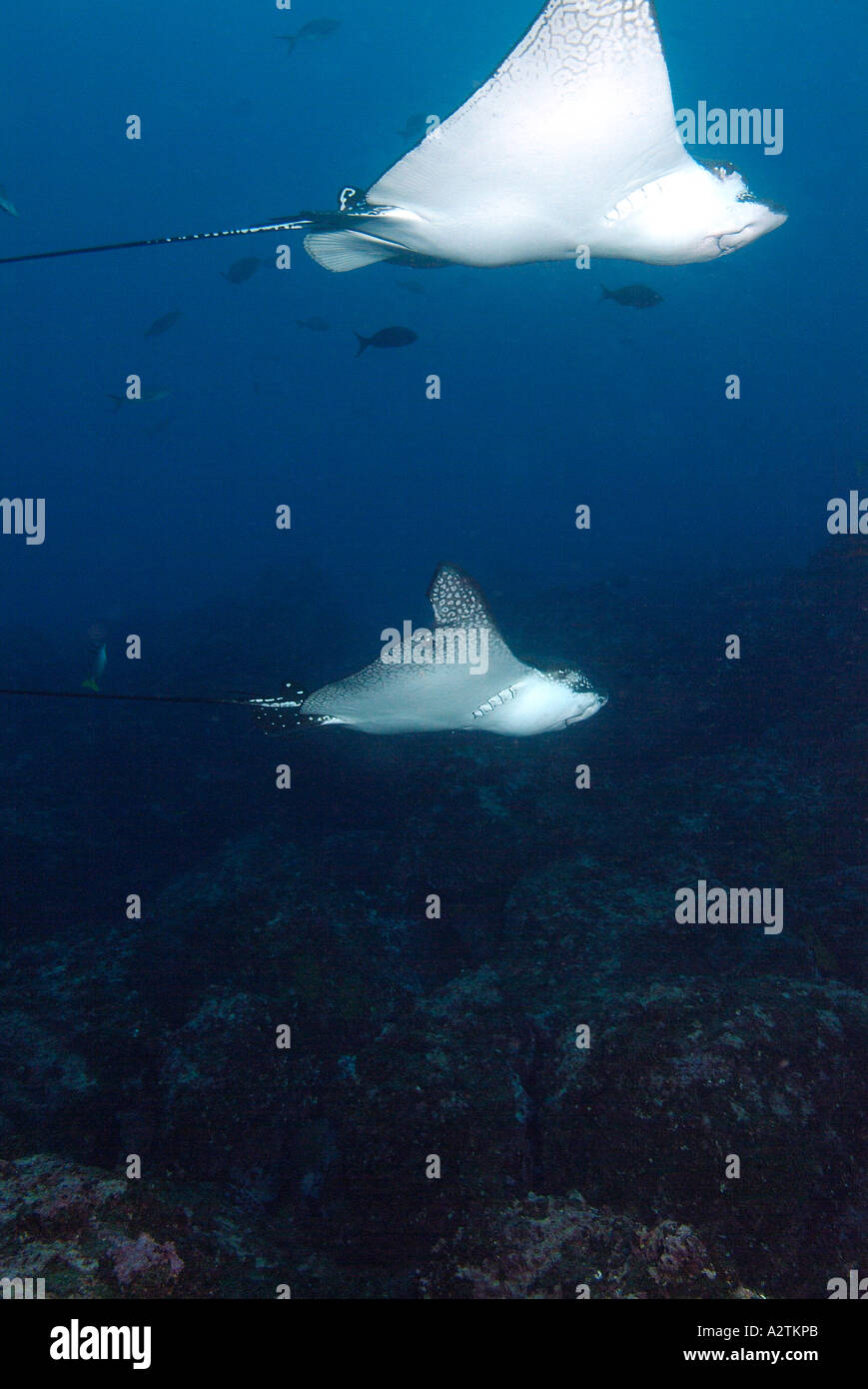 Stingrays school hi-res stock photography and images - Alamy