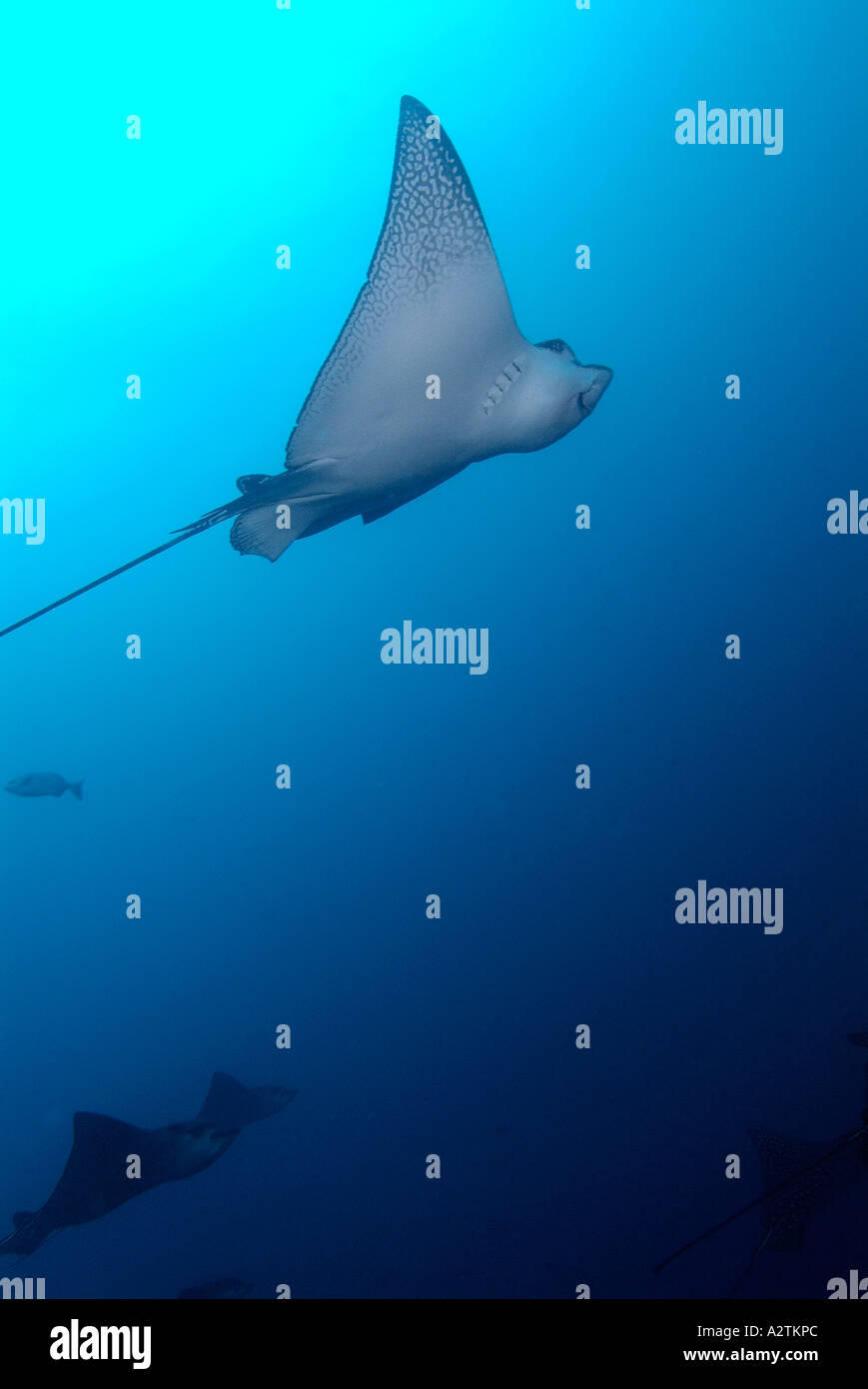 School of Eagle Rays in the Galapagos Archipelago Stock Photo - Alamy