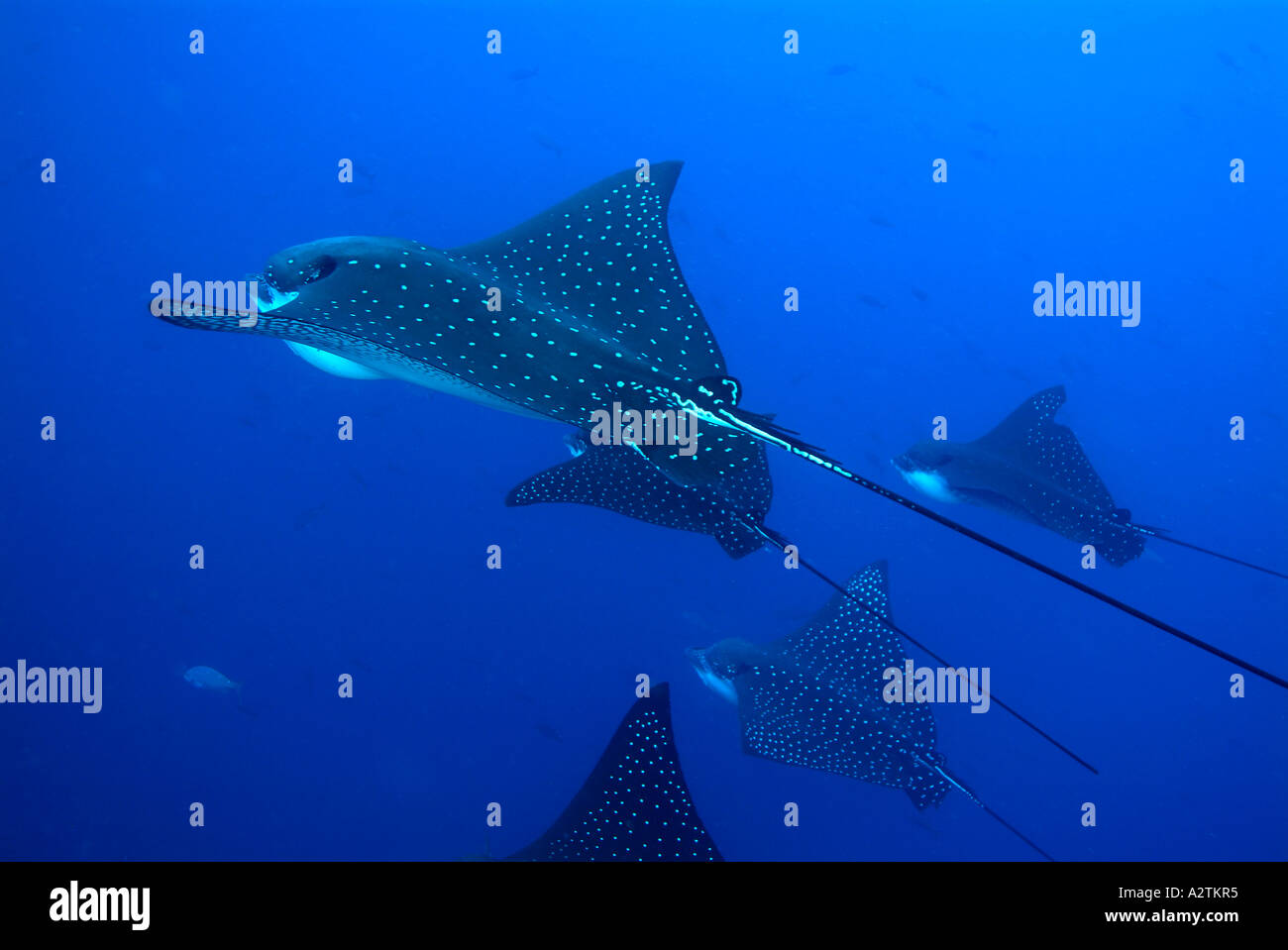 School of Eagle Rays in the Galapagos Archipelago Stock Photo - Alamy