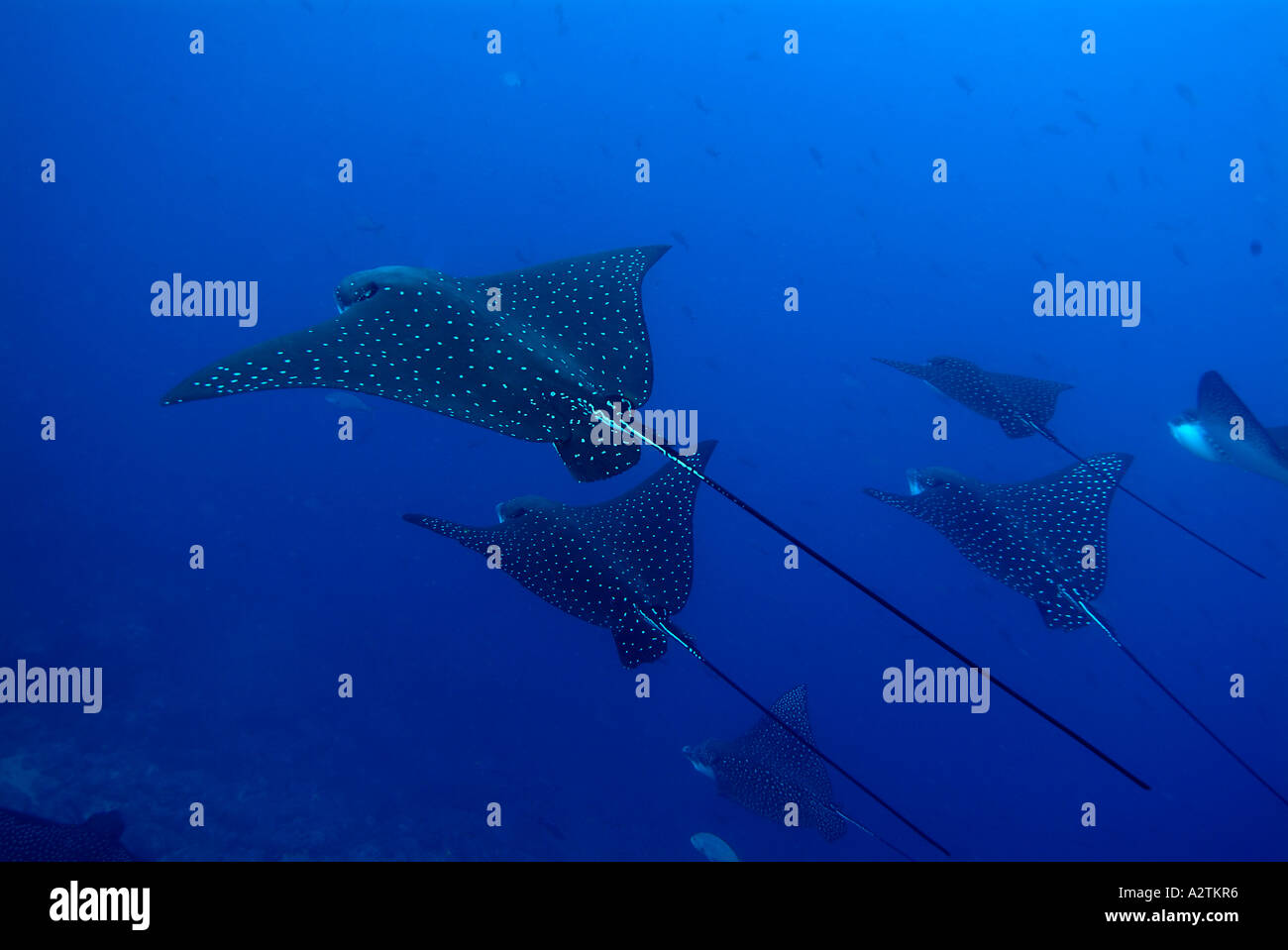 School of Eagle Rays in the Galapagos Archipelago Stock Photo - Alamy
