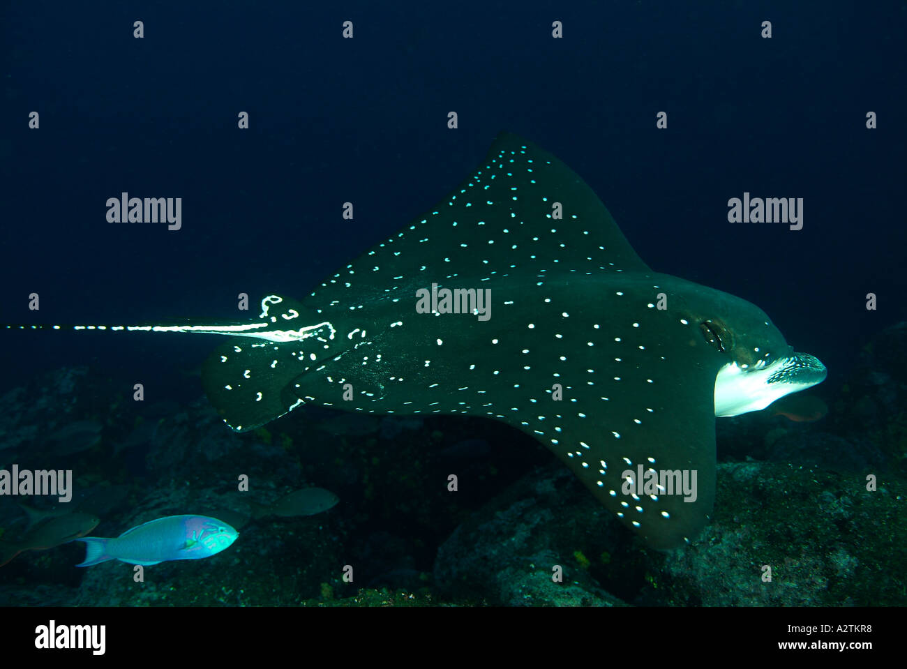 Eagle Ray in the Galapagos Archipelago Stock Photo - Alamy