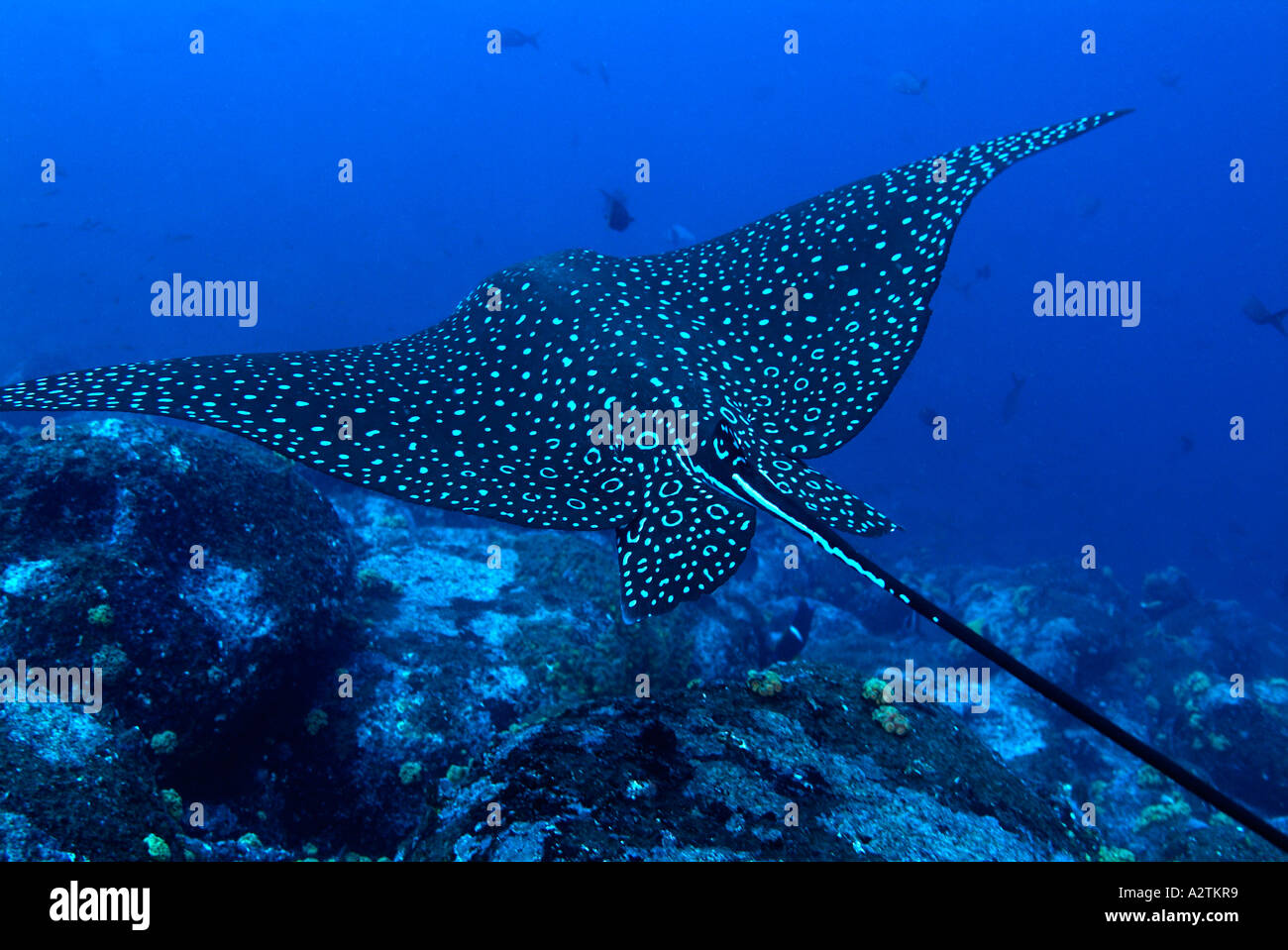 Galapagos rays fish hi-res stock photography and images - Alamy