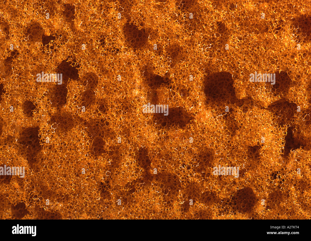 sponge (Medium Format Stock Photo - Alamy