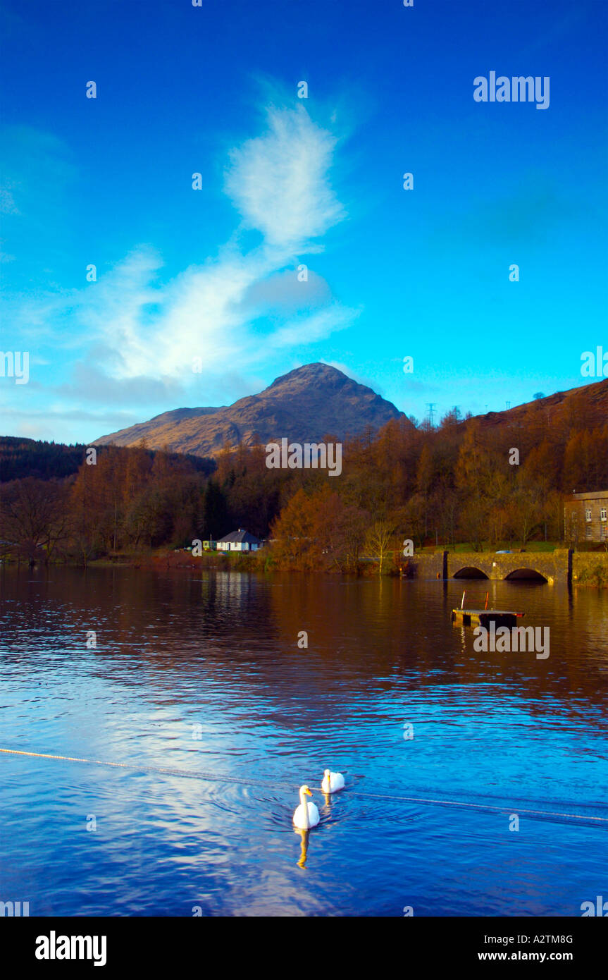Loch lomond swans hi-res stock photography and images - Alamy
