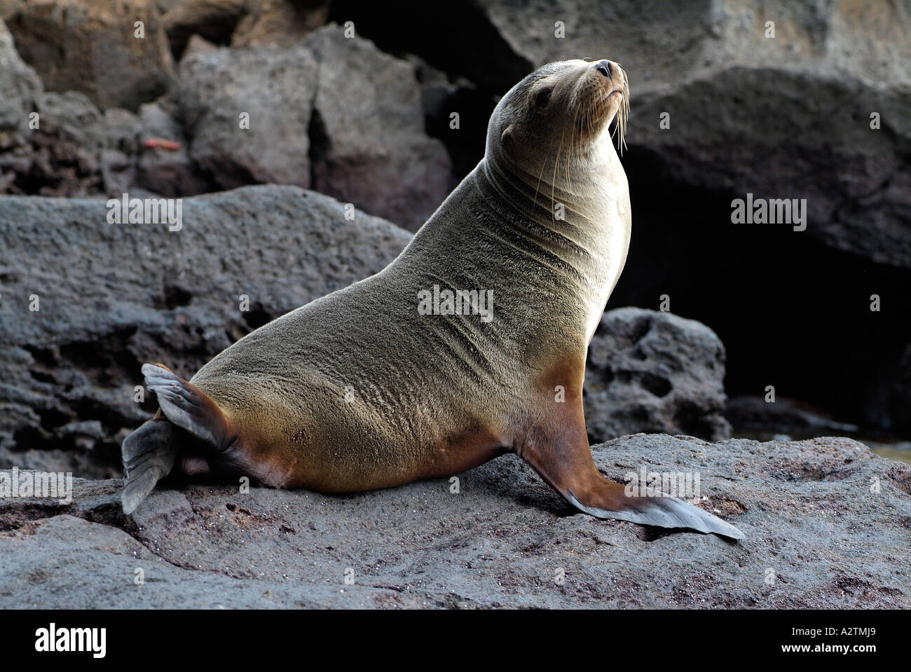 Galapagos Sea Lion in the Galapagos Archipelago Stock Photo - Alamy