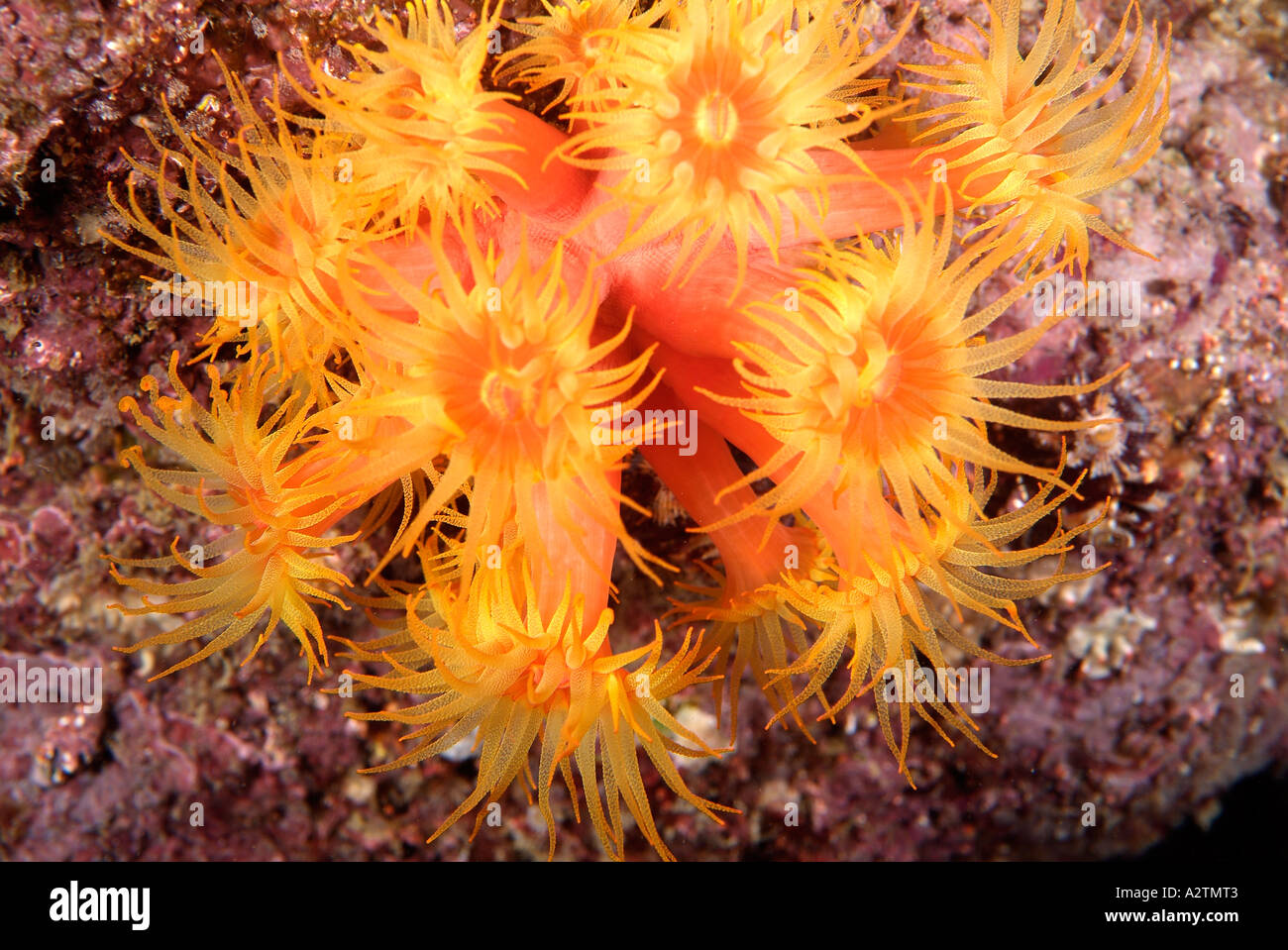 Orange cup coral in the Galapagos Archipelago Stock Photo - Alamy