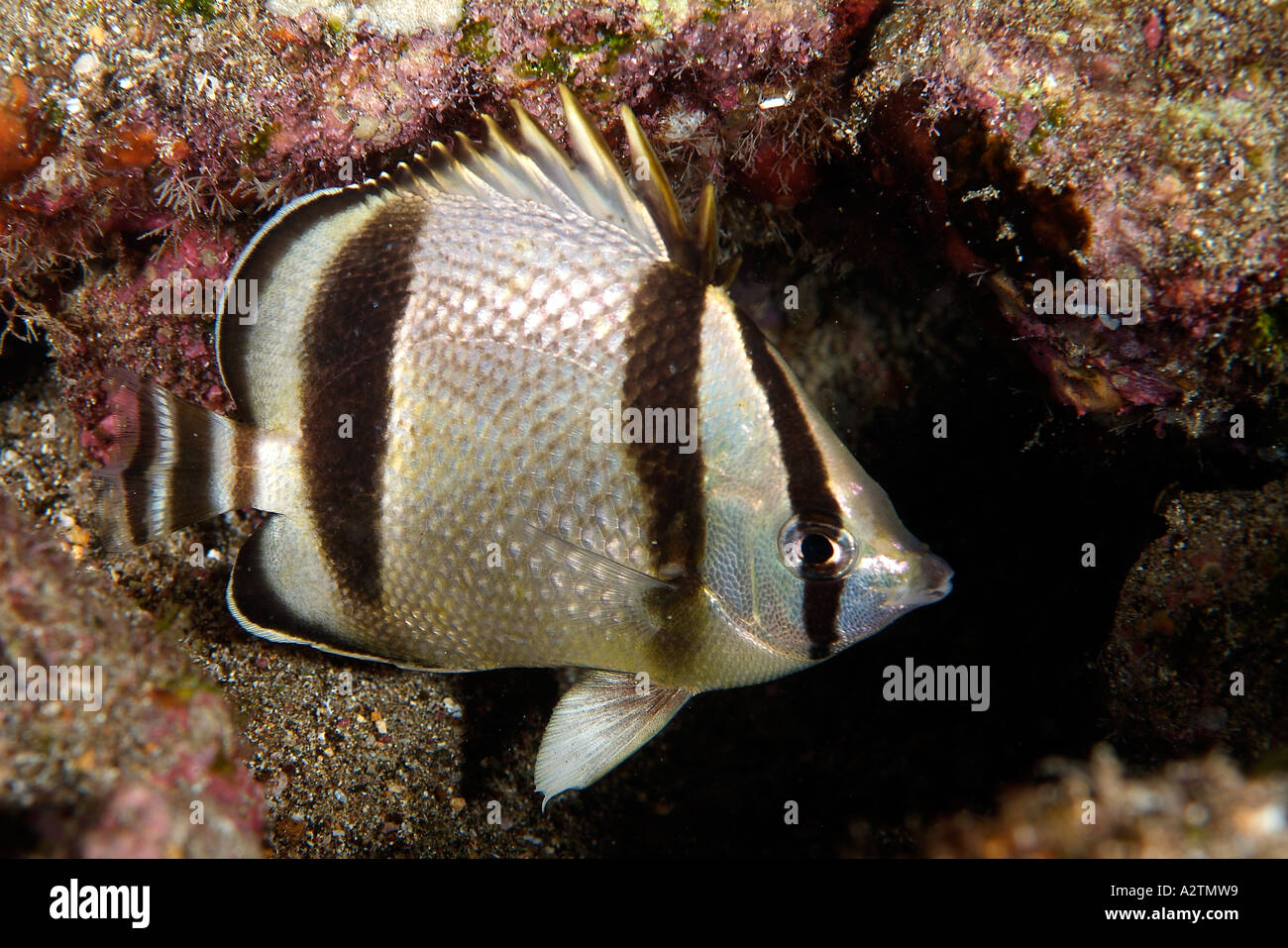 Threebanded butterflyfish in the Galapagos Archipelago Stock Photo - Alamy