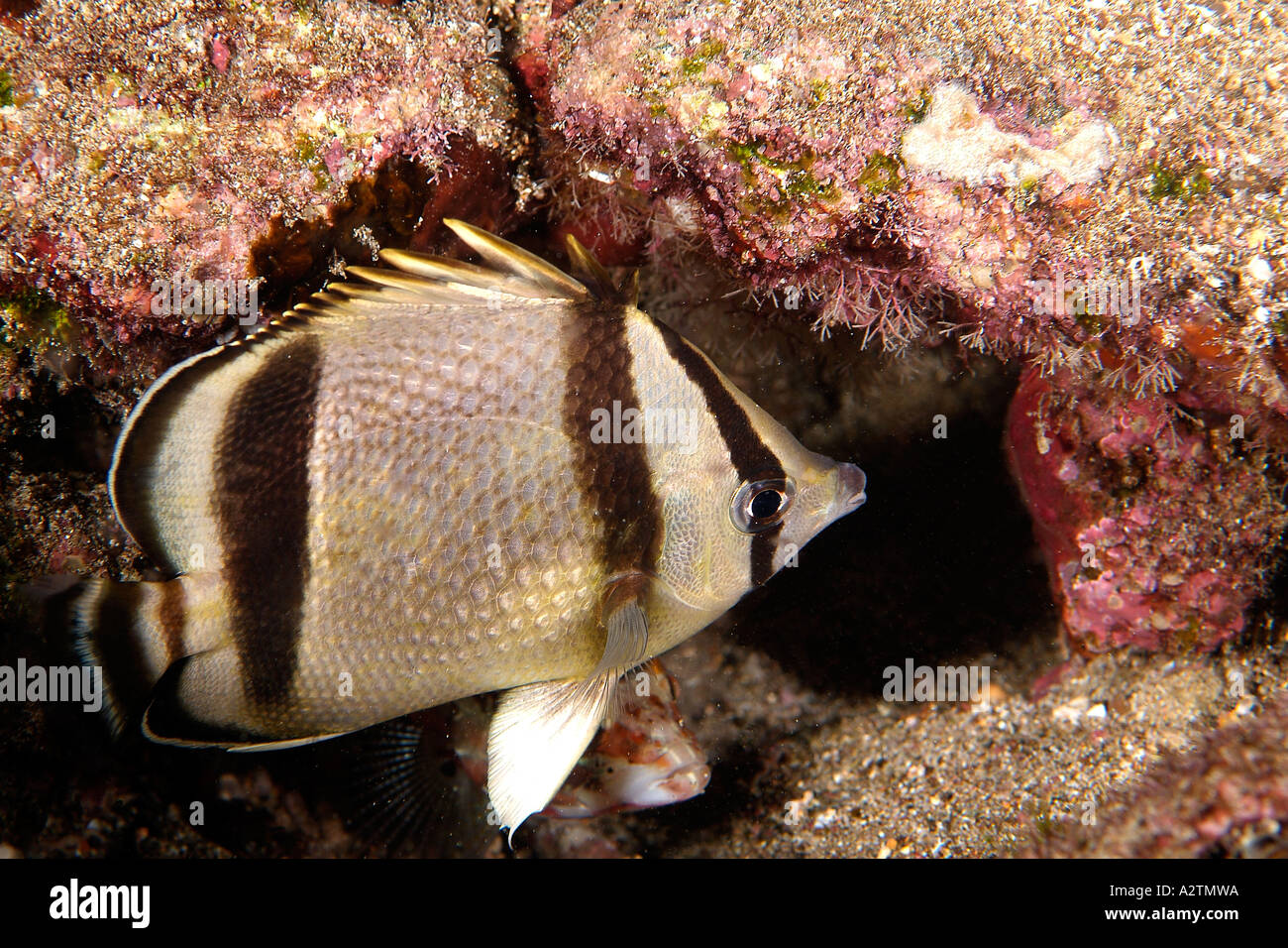 Threebanded butterflyfish in the Galapagos Archipelago Stock Photo - Alamy