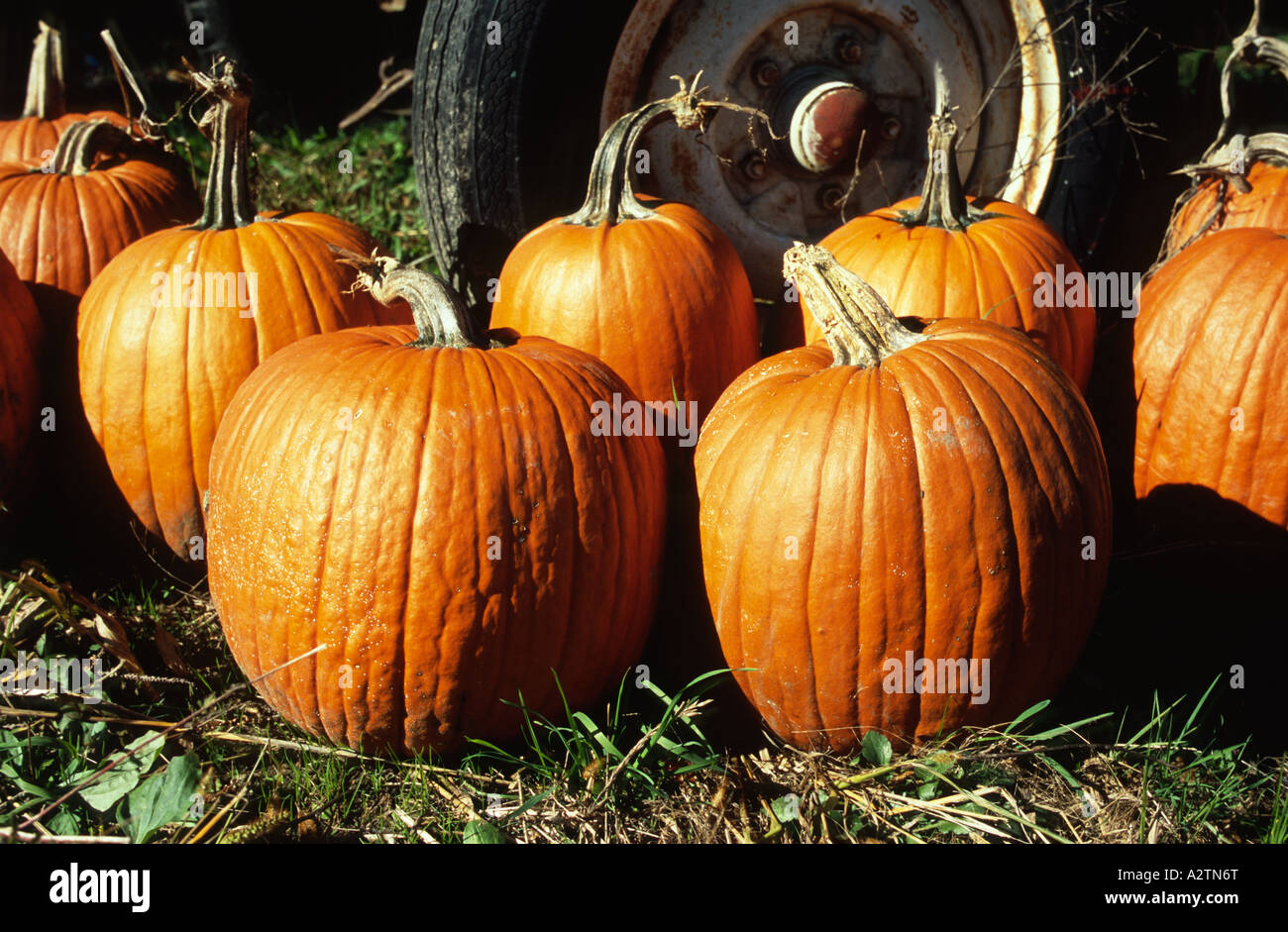 Pumpkins on display next to tractor wheel, Vermont, New England, USA ...
