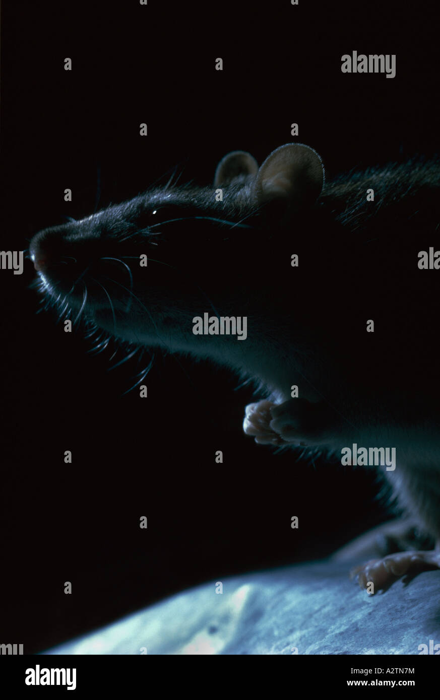 Brown rat (Rattus norvegicus) sniffing the air Stock Photo - Alamy