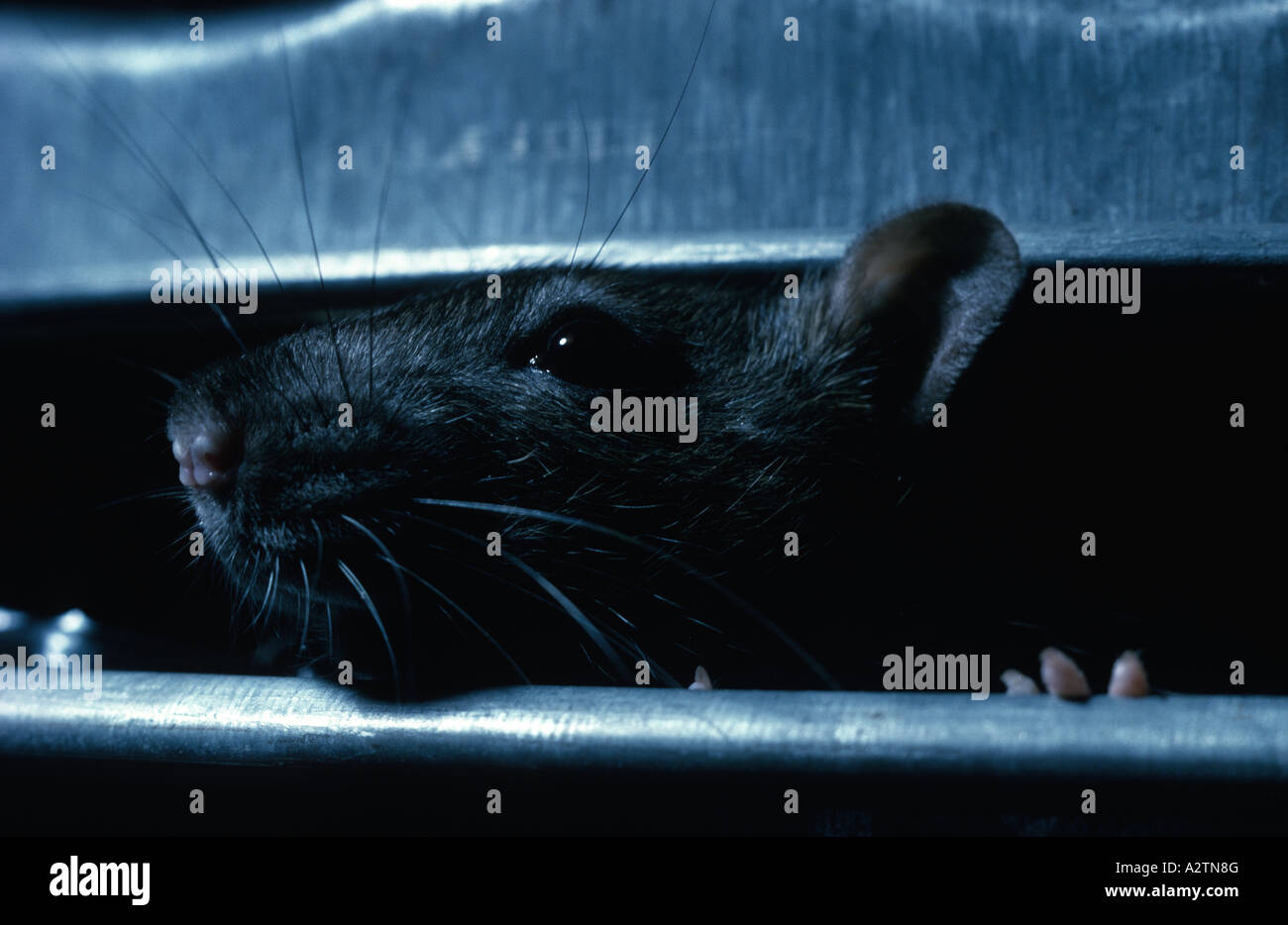Brown rat (Rattus norvegicus) emerging from dustbin Stock Photo - Alamy