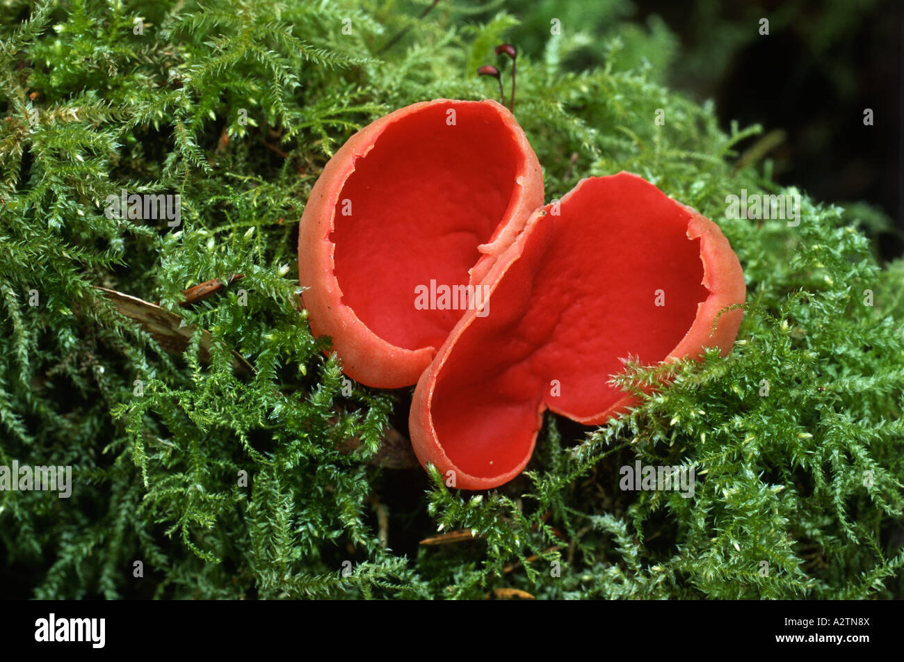 Scarlet elf cup fungus (Sarcosypha austriaca) growing on moss-covered ...