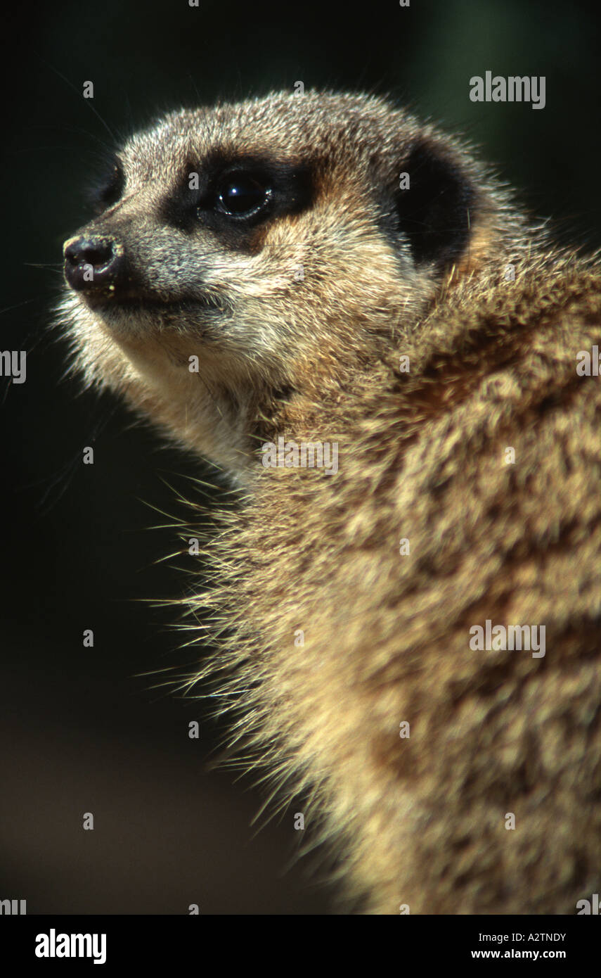 Slender-tailed meerkat (Suricata suricata) adult, Bristol Zoo Gardens ...