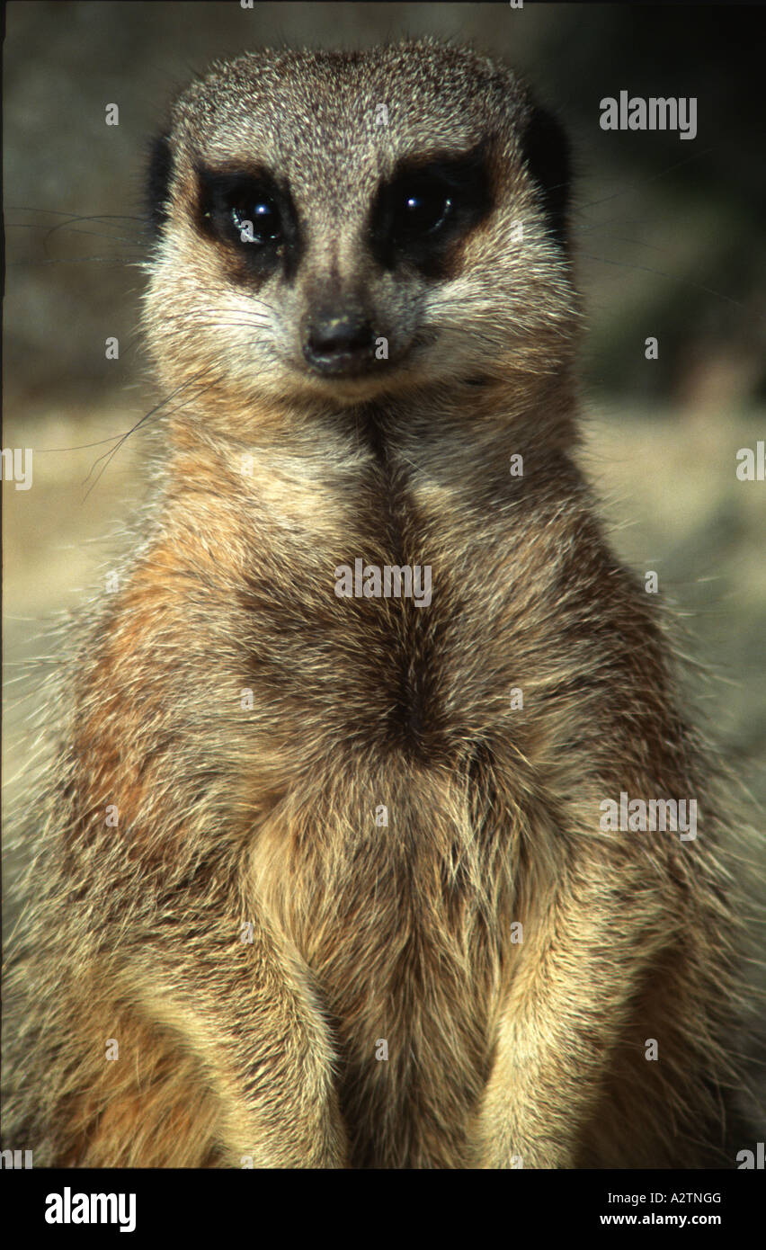 Slender-tailed meerkat (Suricata suricata) adult, Bristol Zoo Gardens ...