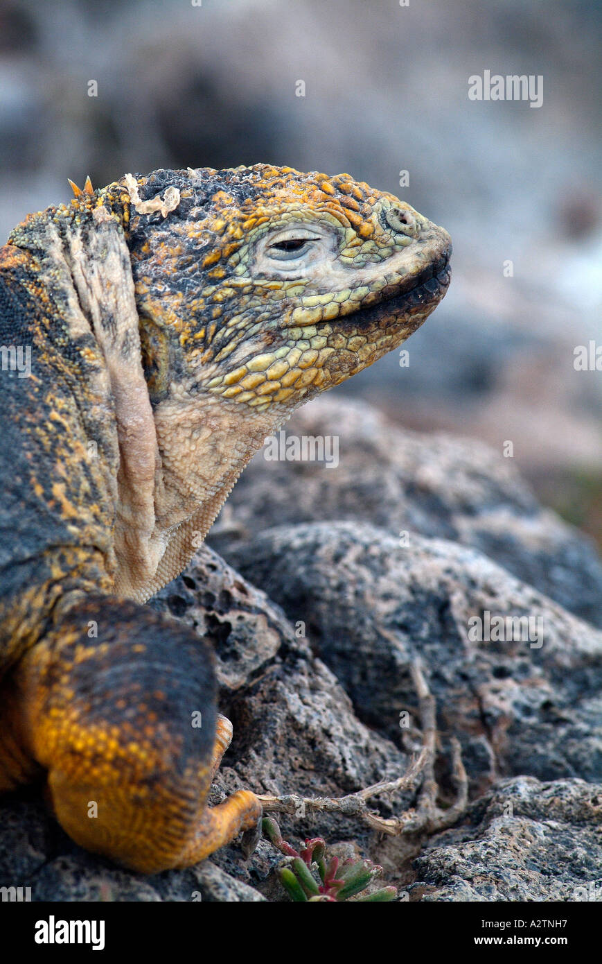 Land Iguana Lying on Rocks on Plazza Island Stock Photo - Alamy