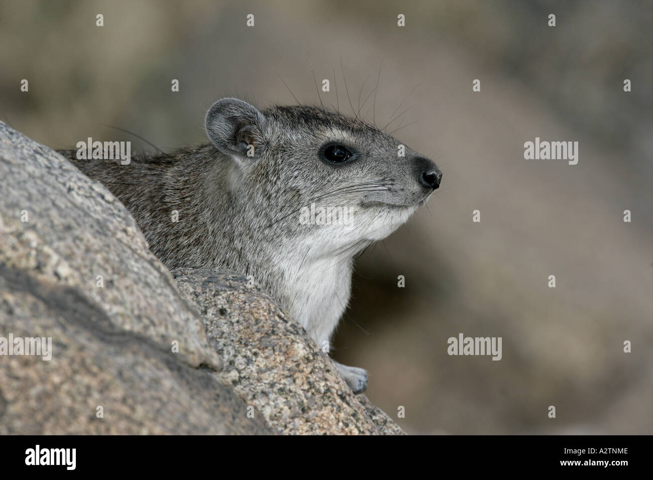 BUSH HYRAX OR YELLOW SPOTTED ROCK DASSIE Heterohyrax brucei Tanzania ...