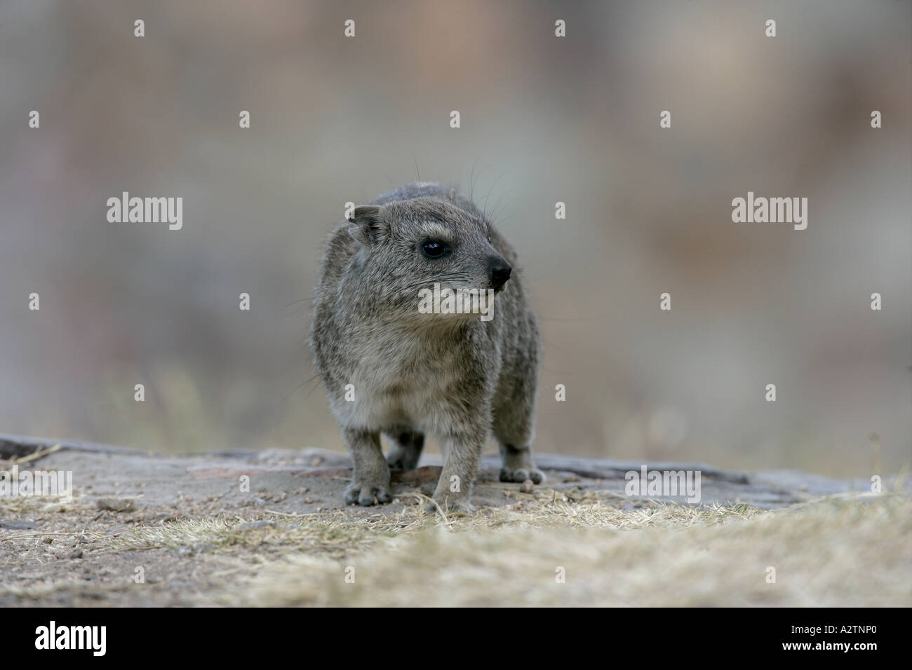 BUSH HYRAX OR YELLOW SPOTTED ROCK DASSIE Heterohyrax brucei Tanzania ...