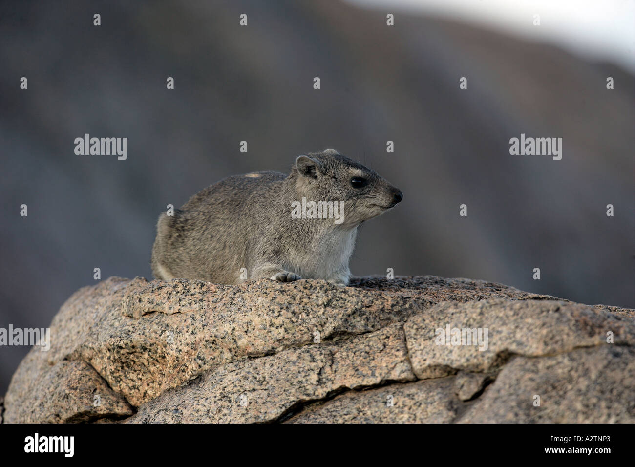 BUSH HYRAX OR YELLOW SPOTTED ROCK DASSIE Heterohyrax brucei Tanzania ...