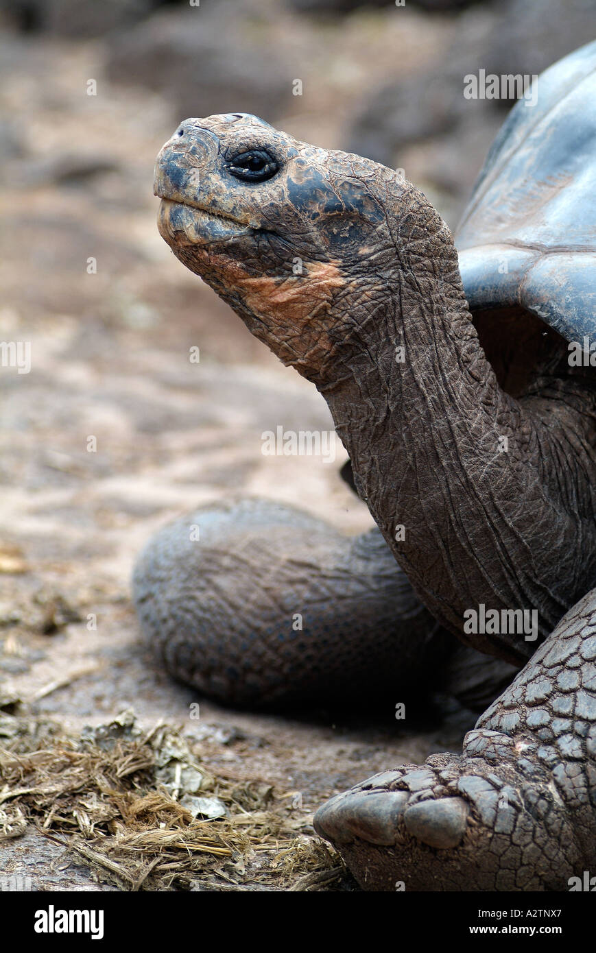 Galapagos Tortoise in the Galapagos Archipelago Stock Photo - Alamy