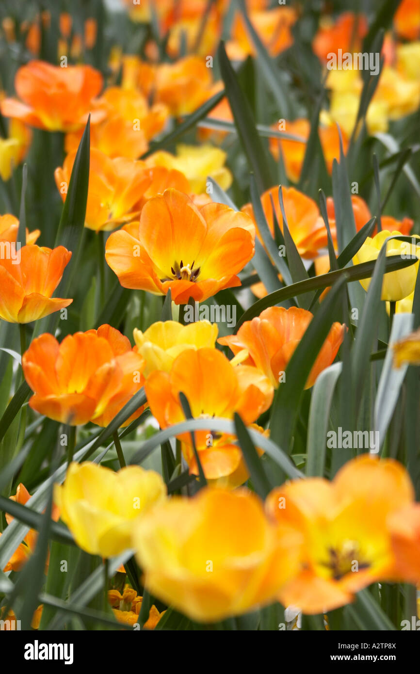 Colourful orange tulip flowers in flowerbed City of London EC3 England ...